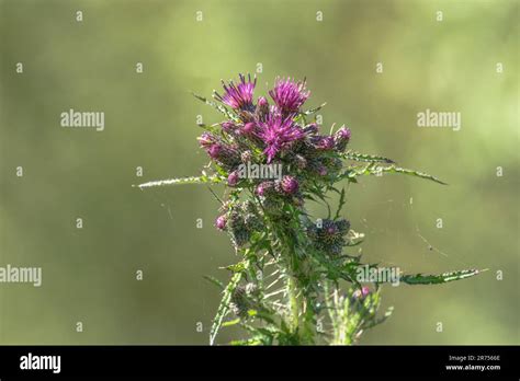 Flowering Head Of The Marsh Thistle Cirsium Palustre The Stem Of