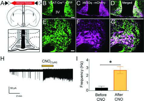 Selective Targeting And Activation Of Arn Gaba Neurons With The
