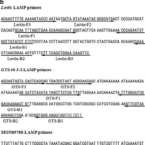 Primers Design For LAMP Assays A Schematic Dia Gram For LAMP Primer Download Scientific