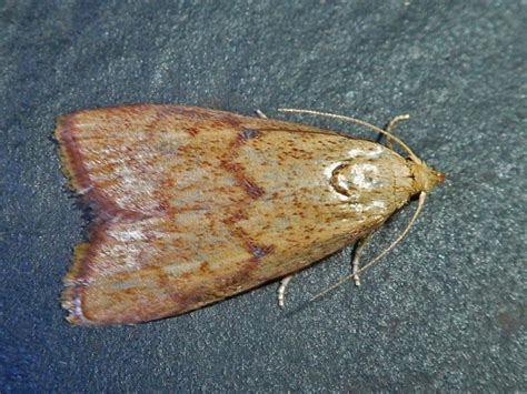 北茨城周辺の生き物 キイロツヅリガ