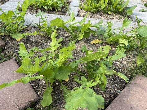 俺の家庭菜園ドキュメンタリー7 初めての収穫！見栄えは悪くても味は満点の野菜たち 二十日大根・小松菜・大根などなど｜それ絶対やってみよう