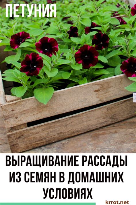 Выращивание Петунии из Семян Секреты Агротехники