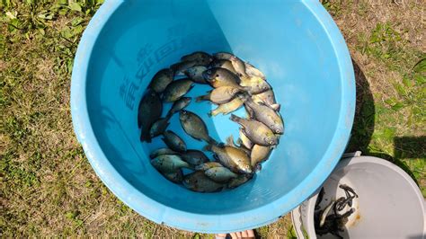 マーシー獲ったり狩ったり On Twitter 外来魚駆除大会琵琶湖博物館前でやってました 数年前の大会に比べてブルーギルの数が13に