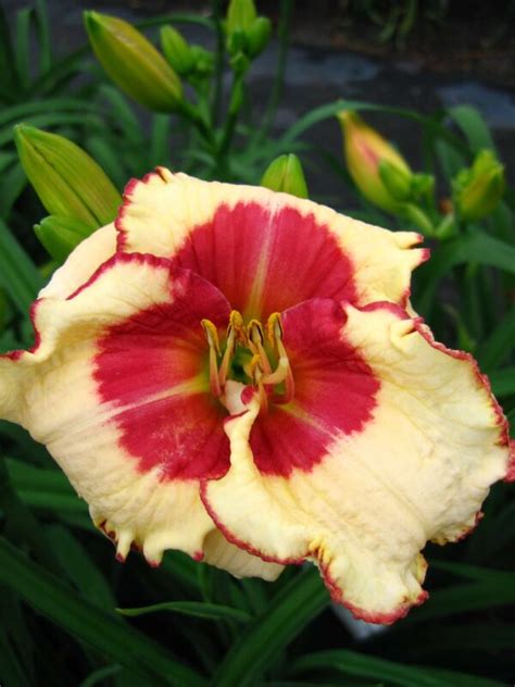 Ageless Beauty Heemskerk Perennials