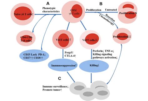 Characteristics of γδΤ cells in the peripheral blood of patients with