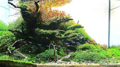 观赏虾养殖技术灵动水族 知乎