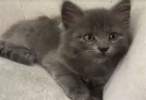 Do Kittens Love Chin Scratches Or Belly Rubs Cats Vs Cancer