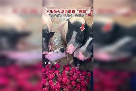 男子喂猪将木瓜换成火龙果遭猪瞪眼都是次果丢掉浪费 都是次 火龙果 木瓜