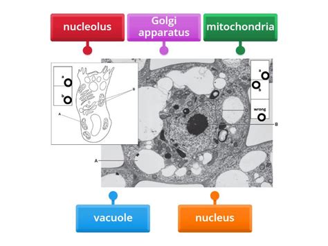 Mucus Secreting Goblet Cells And Sago Pondweed Cell Organelles