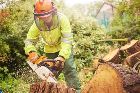 What Is A Tree Surgeon And What Do They Do Garden Care