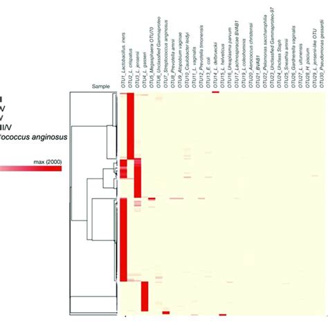 Heatmap Of Bacterial Species Composition Illustrating Hierarchical