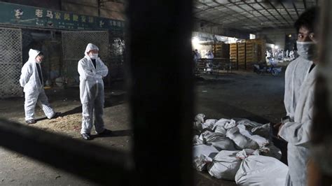 Chinese Authorities Kill 20000 Birds As Avian Flu Toll Rises To 6 Cnn