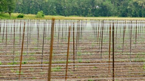 7 Steps How To Build A Trellis For Raspberries Best Tips 7 Steps How To Build A Trellis For Raspberries Best Tips