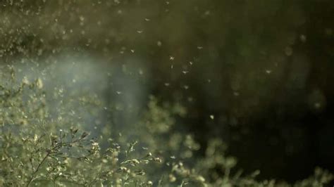 Outsmart Pollen With This Spring Survival Guide Videos From The