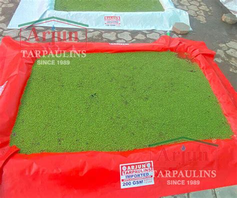 Azolla Beds