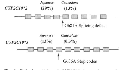 Figure 3 From Polymorphism Of Cytochrome P450 Genes And Drug