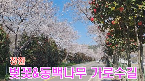 창원 벚꽃and동백나무꽃 가로수길 Youtube