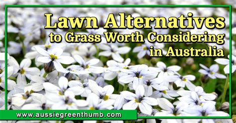 10 Lawn Alternatives To Grass Worth Growing In Australia