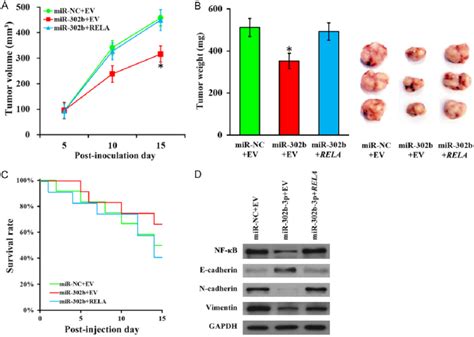 Re Introducing Rela Plasmid Abolishes Mir 302b 3p Effect On Growth Of