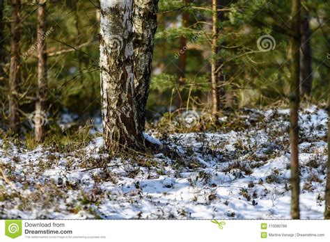 Frozen Naked Forest Trees In Snowy Landscape Stock Photo Image Of Clear Latvia