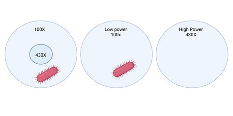 How To Use A Microscope Properly Biology Notes Online