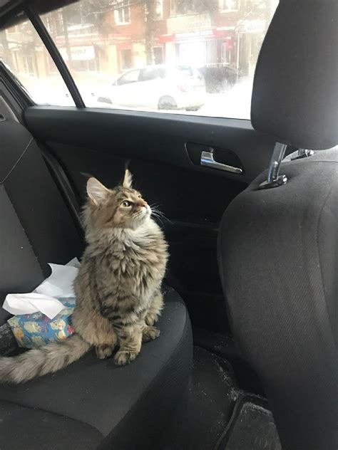 Ж Jt﻿ЭТ ДЕЛЕНИЕ ИТЕНСИВНОЙ ТЕРАПИИ мейн кун котэ прикольные картинки с кошками смешные