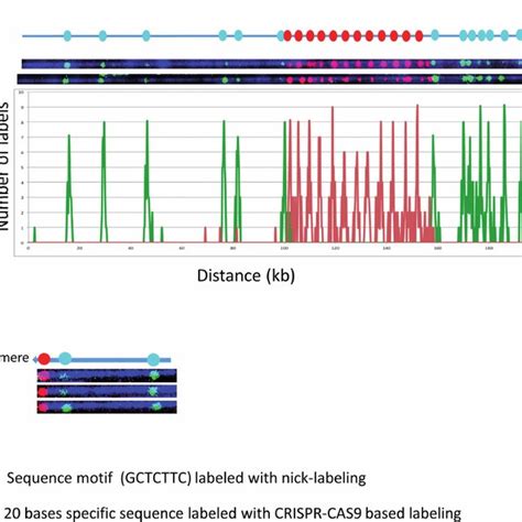 Schematics Of Cas9n Grna Target Sequence Specific Fluorescent Download Scientific Diagram