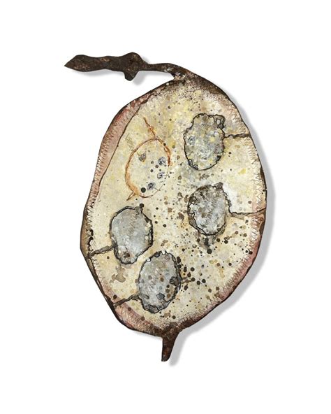 Honesty Seed Pod Sculpture Honesty 23242 Inc Design Store