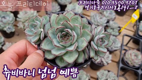 츄비바니 너무 예뻐요 💕파스텔금종자 💕오늘은 프리티데이 💕프리티다육 01095009207 Youtube