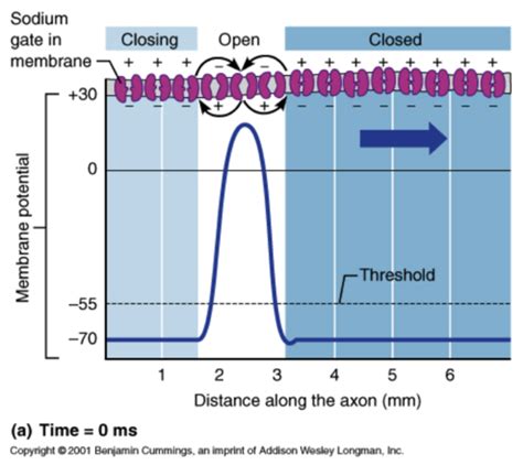 Action Potentials Lecture Part 2 Flashcards Quizlet