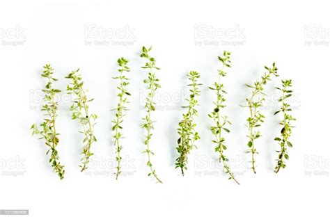 흰색 배경에 고립 된 로즈마리와 백리향의 녹색 가지 플랫 레이 위쪽 보기 0명에 대한 스톡 사진 및 기타 이미지 0명 건강