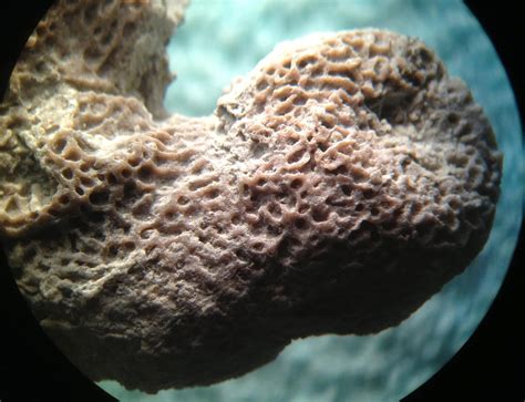 Bryozoan Or Sponge Fossil Id The Fossil Forum