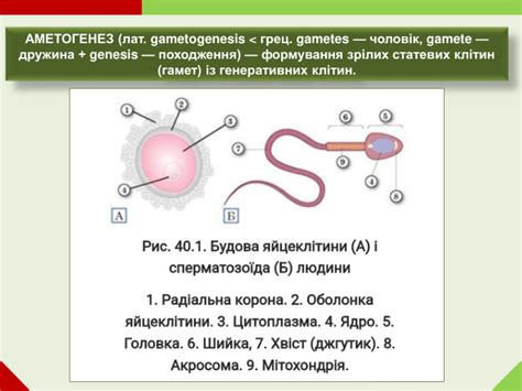 Презентація Розмноження тварин