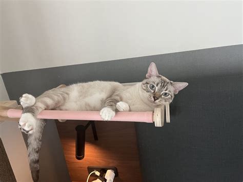 검은사막 인벤 세계 고양이의 날 1 기념 우리집냥이 몇장 검은사막 인벤 자유게시판