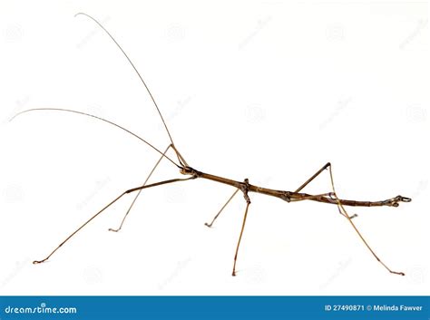Stick Insect Stock Image Image 27490871