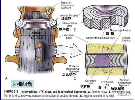 腰椎韧带图片 第五腰椎图片 大山谷图库