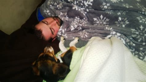 805 Best Afternoon Nap Images On Pholder Aww Chihuahua And Pics