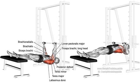 Inverted Rows Muscles Worked
