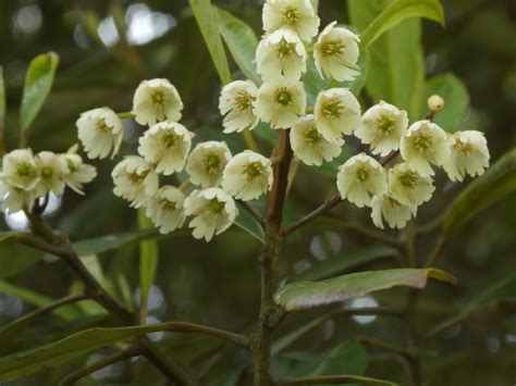 Elaeocarpus Dentatus Var Dentatus Hinau Art And Science Of Horticulture