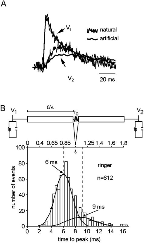 Location Of Synaptic Inputs A The Coupling Ratio Of Artificial Epsps