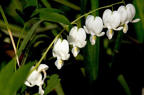 1242x2208 Resolution White Bleeding Heart Flowers Lamprocapnos