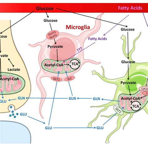 Metabolic Pathways In Neurons And Glia In The Normal Brain Glucose