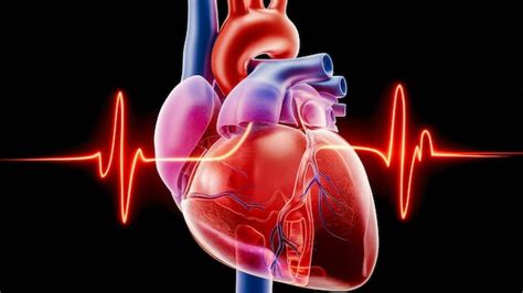 A Detailed 3d Model Of A Human Heart With Beating Animations 3d Render