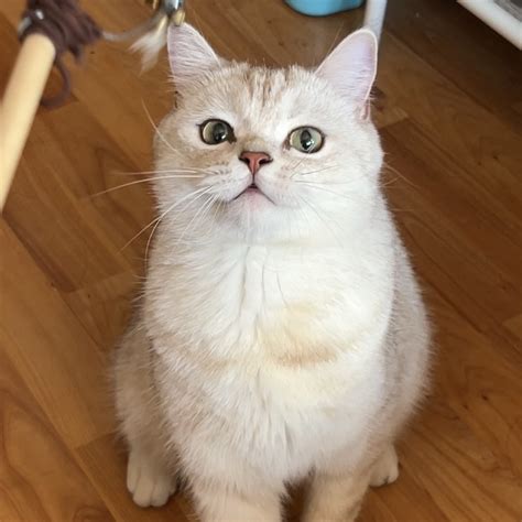 超级恋爱脑（接推广版 On Twitter 怎么有这么可爱的小猫咪呀🤤 Fjadd1fotu Twitter
