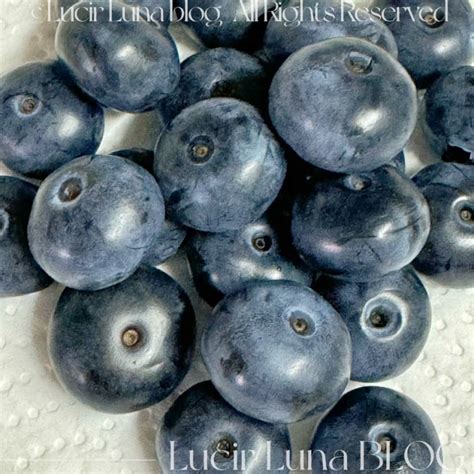 블루베리 보관법 블루베리 씻는법 오래 보관하는 방법 정리 네이버 블로그