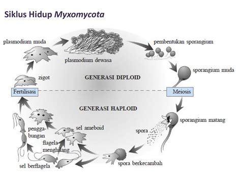 Biologi Gonzaga Pembelajaran Biologi Kelas X Protista Fungi