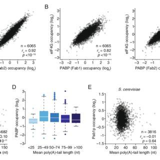 The Weak Relationship Between Mean Poly A Tail Length And PABP Download Scientific Diagram