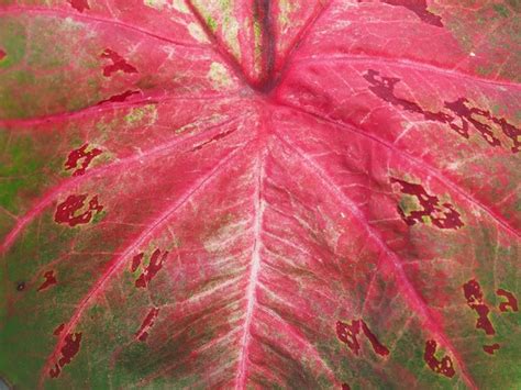 Premium Photo Pink Leaf Texture For Natural Background