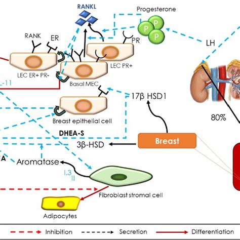 Schematic Representation Of Breast Cancer Cell Formation Growth And