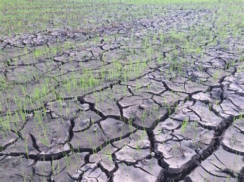 Dry Field Stock Image Image Of Thai Tropical Farmer 70893215